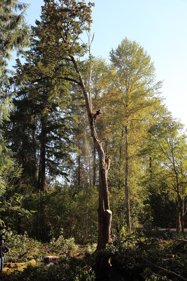 Tree Climber at Work Cutting Dead Branch from High Atop Maple Tree ...