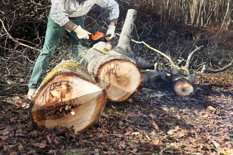 Lumberjack Using Chainsaw Cutting Big Tree Stock Photo - Image of ...