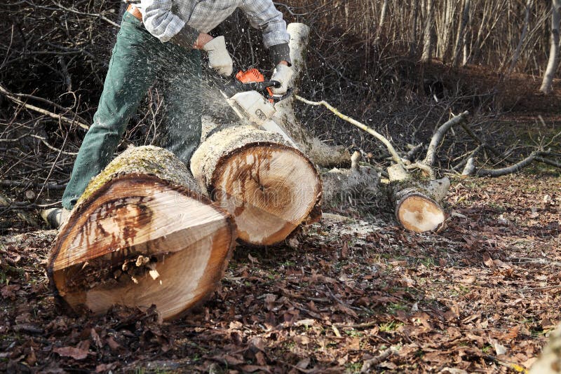 Lumberjack Using Chainsaw Cutting Big Tree Stock Photo - Image of ...