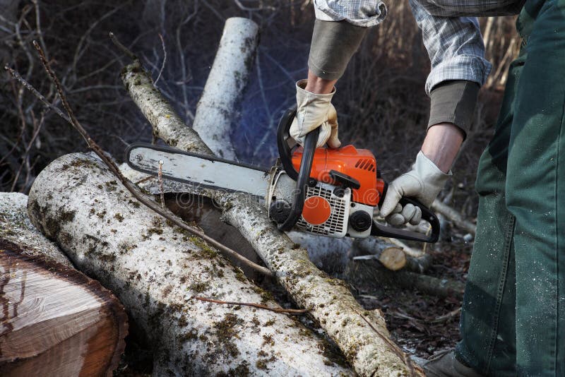 Lumberjack Using Chainsaw Cutting Big Tree during the Autumn Close Up ...