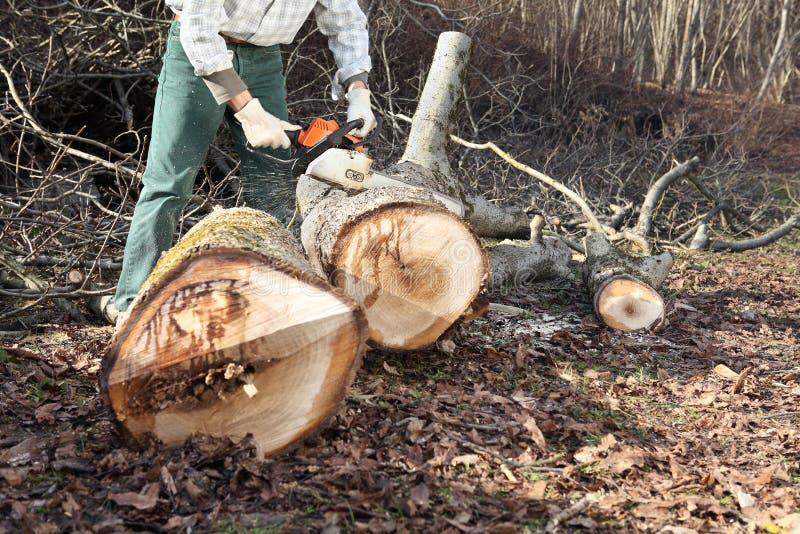 Lumberjack Using Chainsaw Cutting Big Tree during the Autumn Stock ...