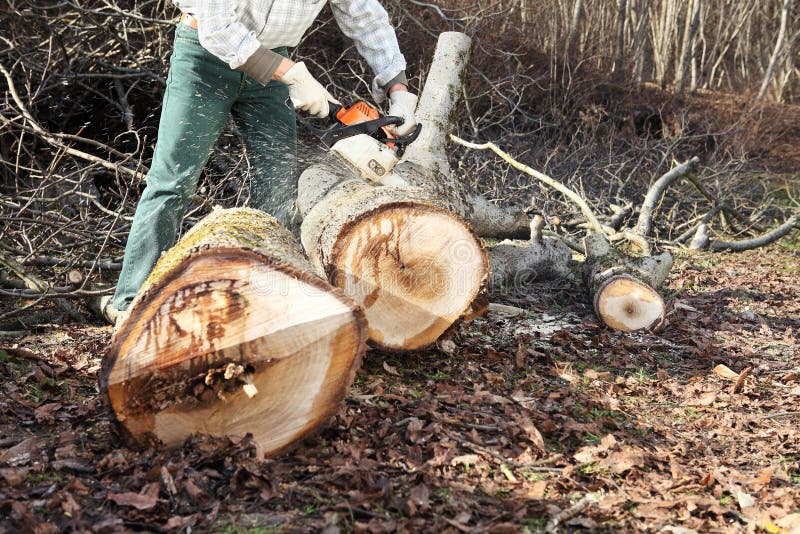 Lumberjack Using Chainsaw Cutting Big Tree during the Autumn Stock ...