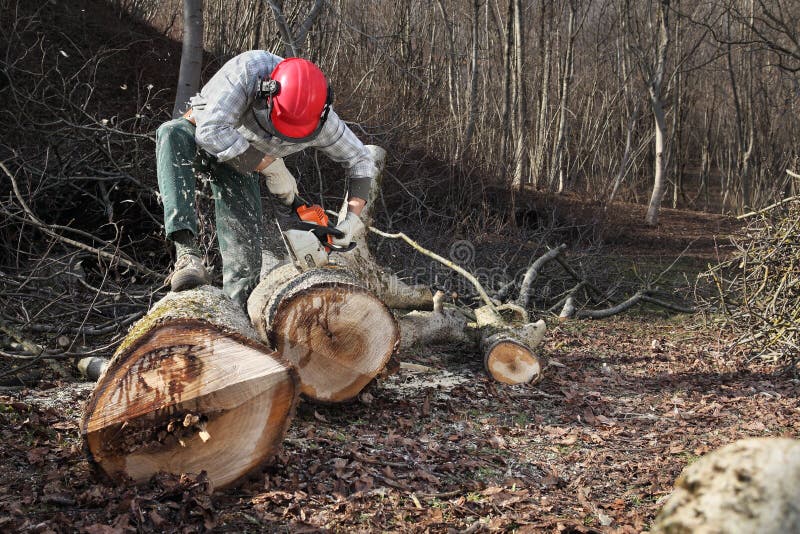 Lumberjack Using Chainsaw Cutting Big Tree during the Autumn Wearing ...