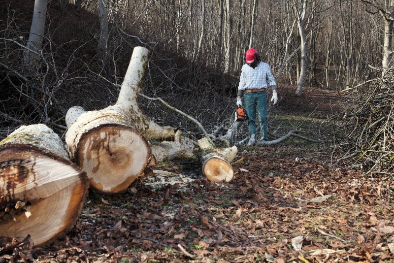 Lumberjack Using Chainsaw Cutting Big Tree during the Autumn Wearing ...