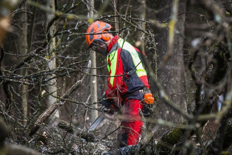 Lumberjack in the woods stock photo. Image of worker - 55470706