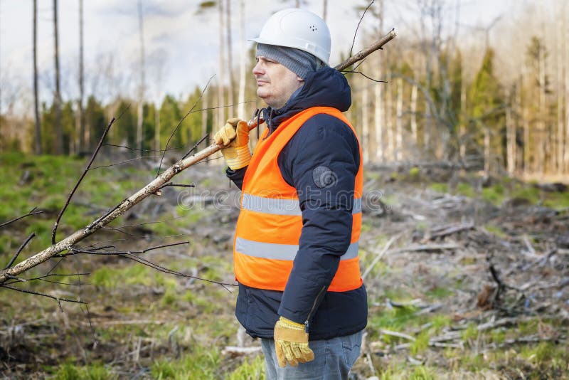 Lumberjack in the woods stock image. Image of safety - 74540741