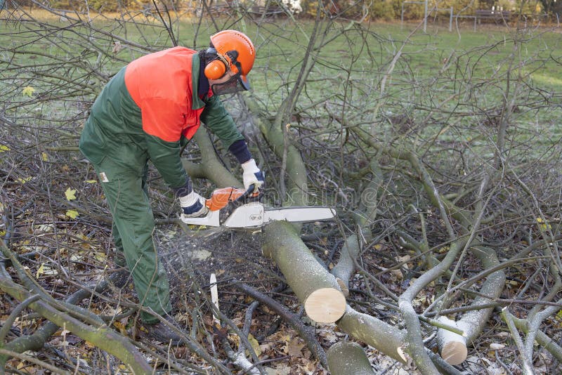 Lumberjack at work stock image. Image of forest, forestry - 28052669