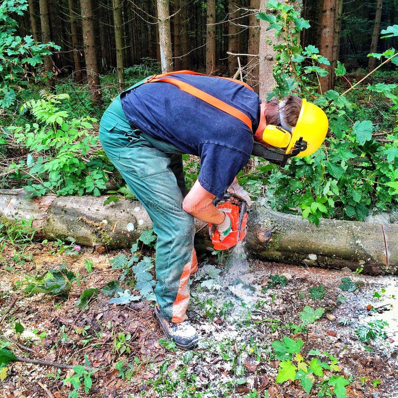 Lumberjack at work editorial photography. Image of forest - 42540697