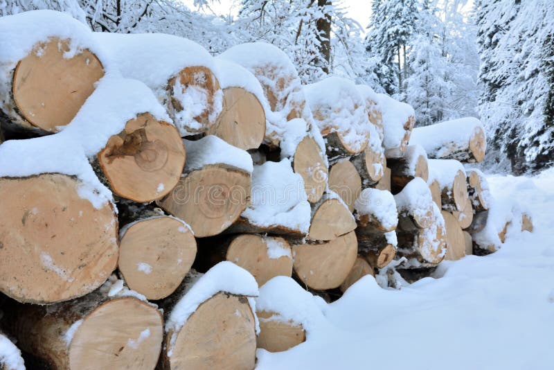 Lumberjack Work in the Forest Stock Image - Image of rural, nature ...