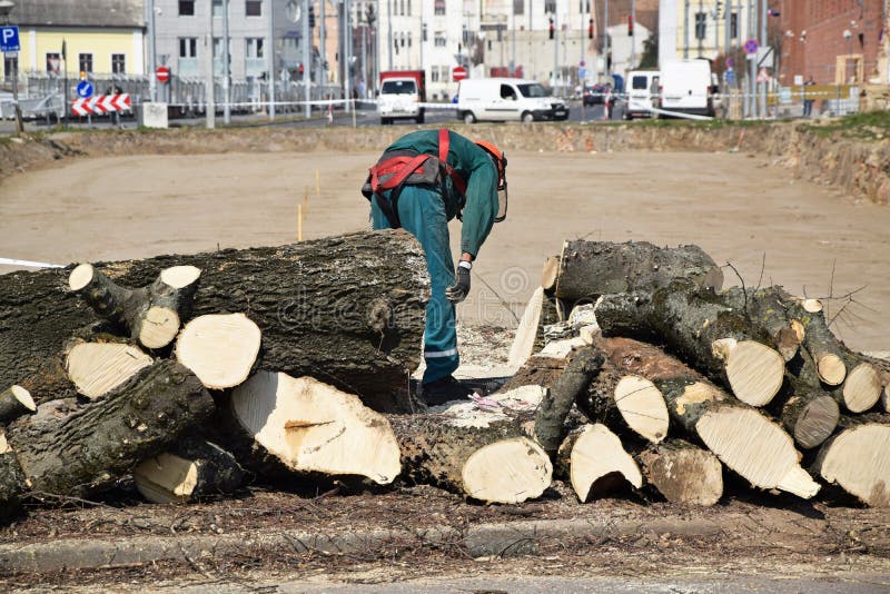 Lumberjack at work stock photo. Image of safety, equipment - 16355108