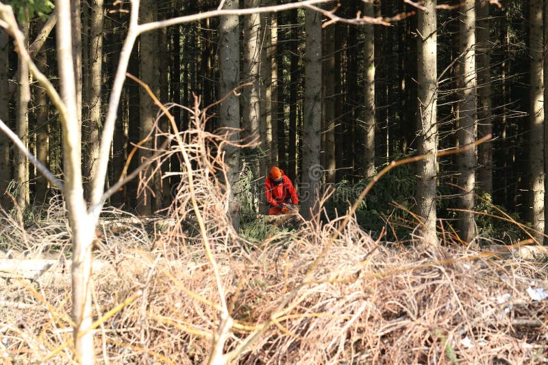 A Lumberjack at Work in the Woods Stock Photo - Image of construction ...
