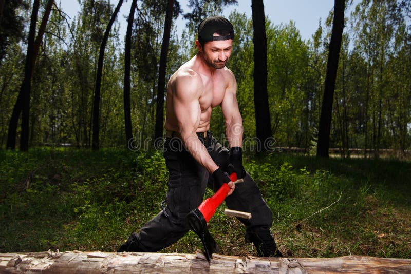 Lumberjack Worker Chopping Down a Tree Breaking Off Many Splinte Stock ...
