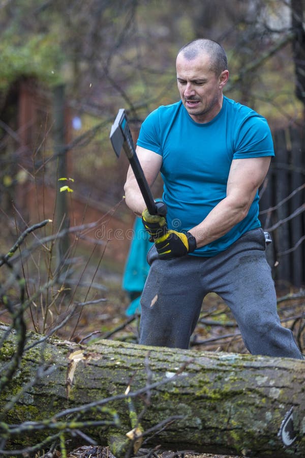 Lumberjack Worker Chopping Down a Tree Breaking Off Many Splinters in ...