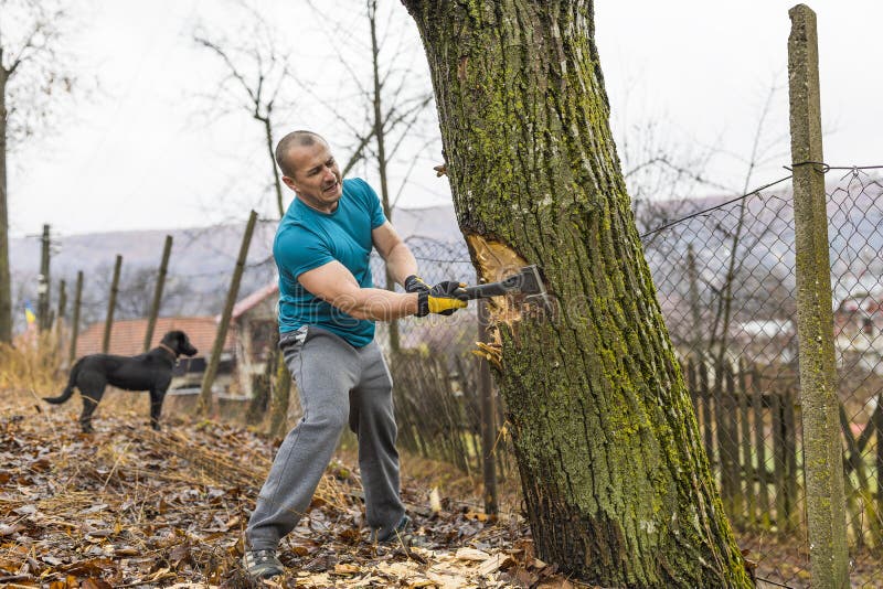 Lumberjack Worker Chopping Down a Tree Breaking Off Many Splinters in ...