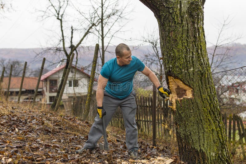 Lumberjack Worker Chopping Down a Tree Breaking Off Many Splinters in ...