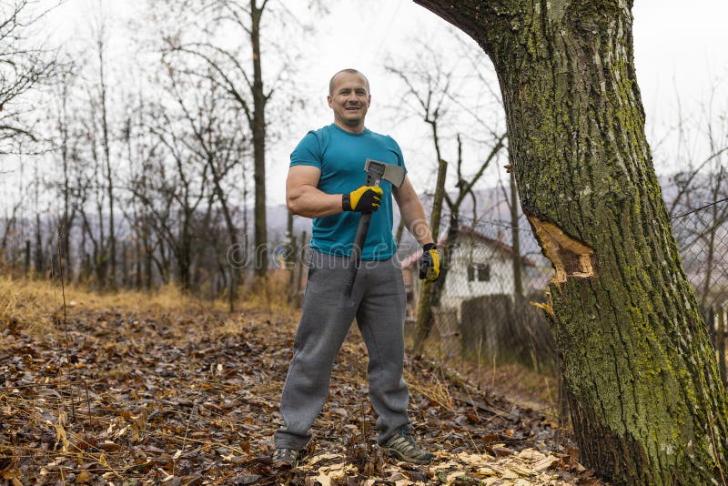 Lumberjack Worker Chopping Down a Tree Breaking Off Many Splinters in ...