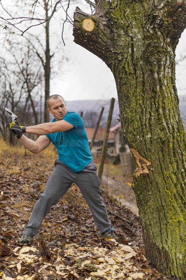 Lumberjack Worker Chopping Down a Tree Breaking Off Many Splinters in ...