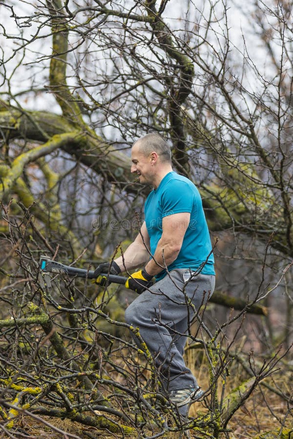 Lumberjack Worker Chopping Down a Tree Breaking Off Many Splinters in ...