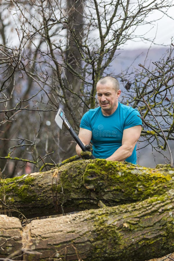 Lumberjack Worker Chopping Down a Tree Breaking Off Many Splinters in ...