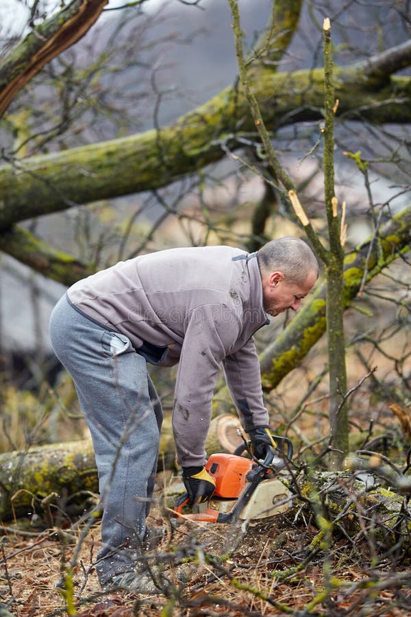 Lumberjack Working in Forest Stock Image - Image of chainsaw, logging ...