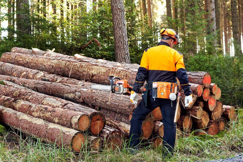 Lumberjack Working in a Forest Stock Image - Image of nature, forest ...