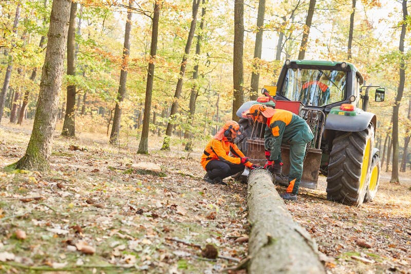 Lumberjacks Transport Tree Trunk with Forwarder Stock Image - Image of ...