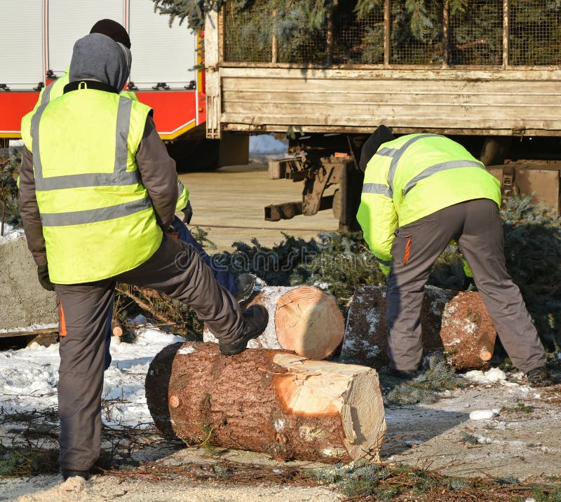 Lumberjacks at Work in Winter Stock Image - Image of lumber, employment ...