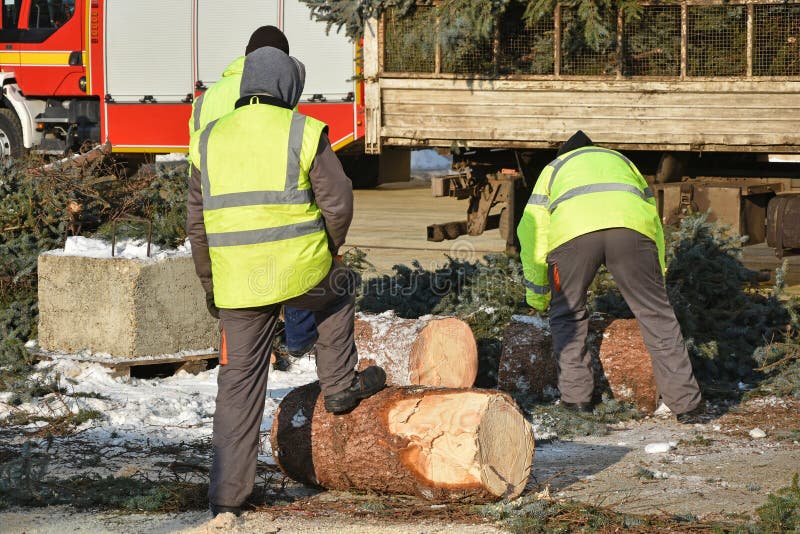 Lumberjacks are Working in Winter Stock Photo - Image of person ...