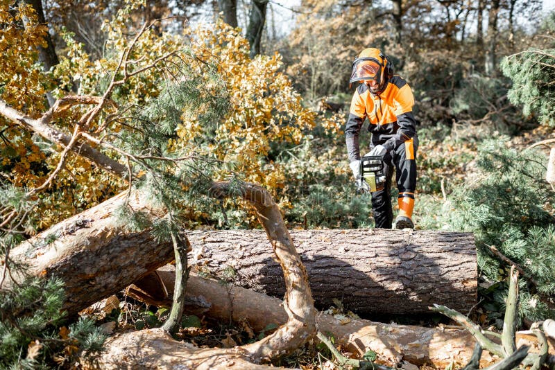 Lumberman Workignn in the Forest Stock Image - Image of helmet ...
