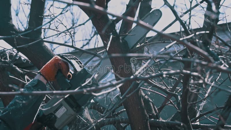 Lumberman Sawing with a Chainsaw Branches from a Tree Trunk Stock ...