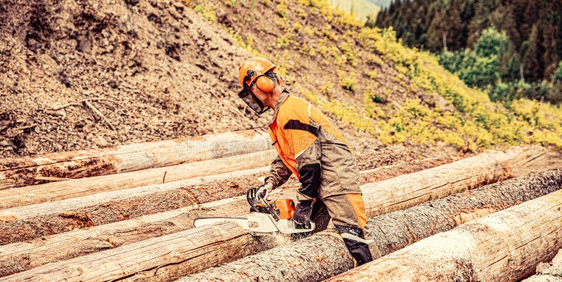 Lumberman Work Wirh Chainsaw in Forest. Woodcutter Saws Tree Chainsaw ...