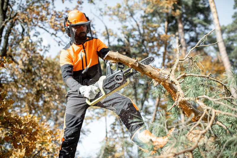 Lumberman Workignn in the Forest Stock Image - Image of tree, tool ...