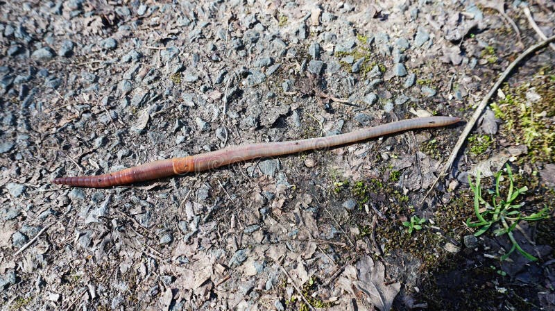 Lumbricus terrestris stock image. Image of common, crossing - 88571745