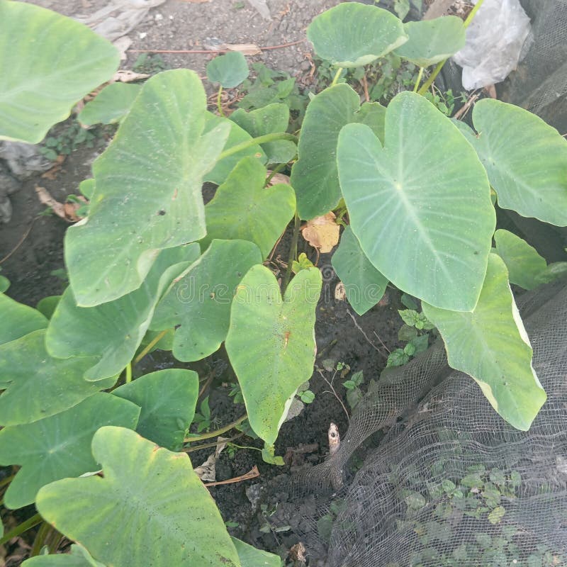 Lumbu green stock photo. Image of vegetable, green, crop - 336992396