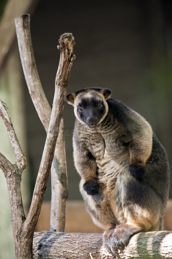 A Lumholtz's Tree-kangaroo (Dendrolagus Lumholtzi) Queensland ...