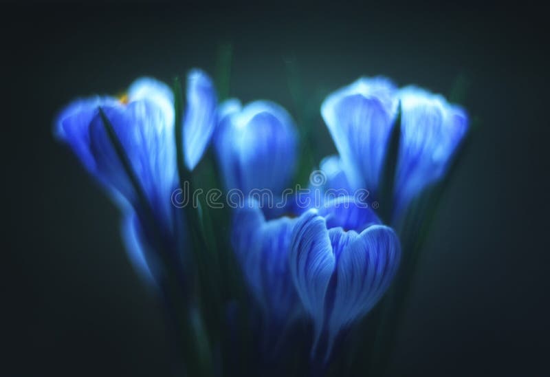 Blue crocus in the garden stock photo. Image of natural - 243257190