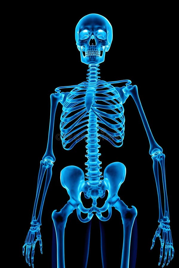 The Luminescent Blueprint of Human Anatomy: a Detailed Skeletal ...