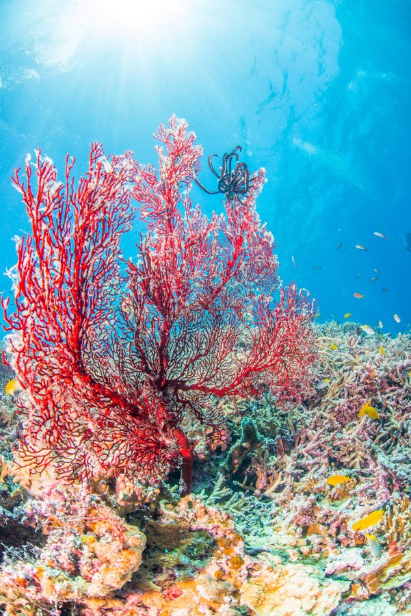 Luminous cardinalfish stock image. Image of looks, national - 73757659