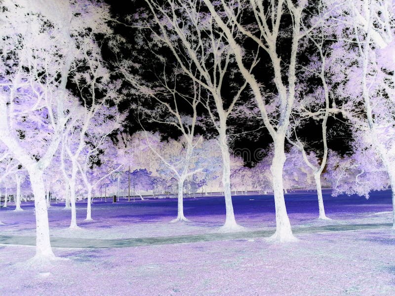 Luminous garden stock image. Image of beautiful, luminous - 155172245