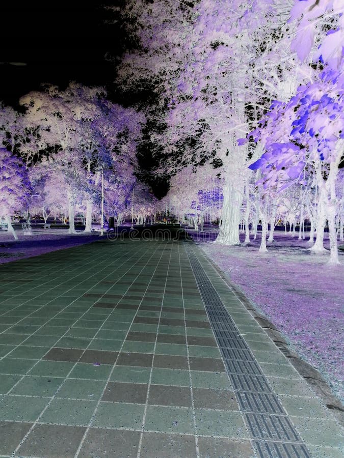 Luminous garden stock photo. Image of luminous, garden - 155172254