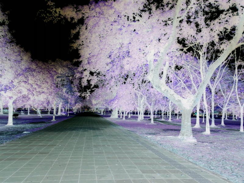 Luminous garden stock photo. Image of beautiful, luminous - 155172338