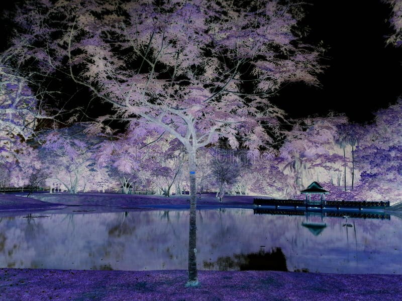 Luminous garden stock photo. Image of garden, night - 155172334