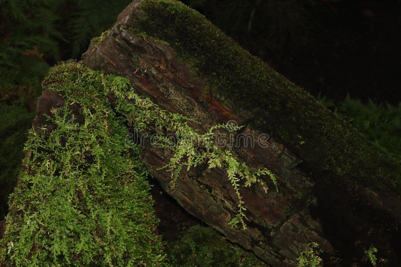 Luminous Moss in Dark Forest Stock Photo - Image of green, texture ...