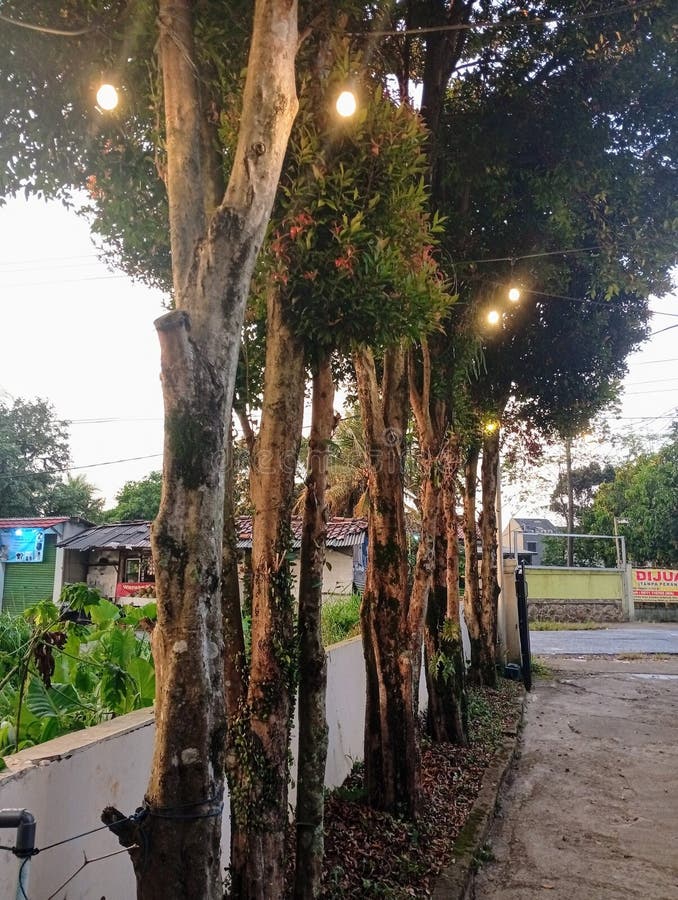 Luminous Pathway: Emphasizes the String Lights Creating a Guiding Path ...