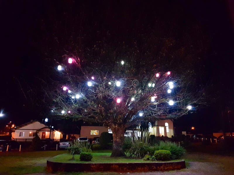 Luminous tree stock photo. Image of grove, nature, travel - 99755352