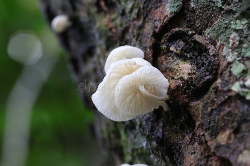 Luminous White Mushrooms Growing on a Tree Trunk Stock Image - Image of ...