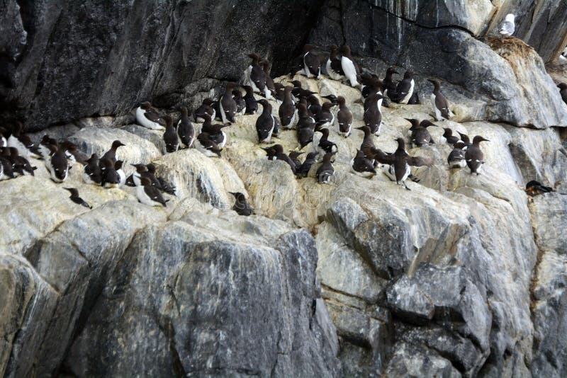 Lummen, Craigleith-Insel, Schottland Stockbild - Bild von europa ...