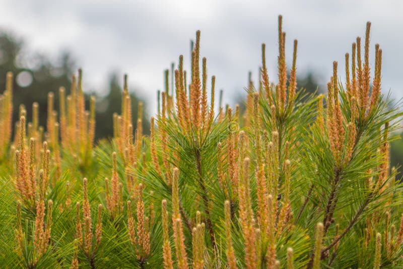 Lump on the branches stock photo. Image of coniferous - 117507378