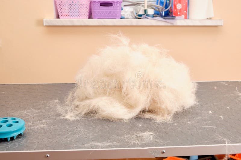 A Lump of Fur Lies on the Grooming Table after the Express Molt of the ...