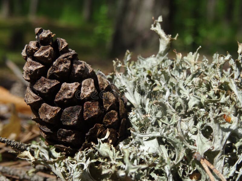 The Lump is Lying on the Wild Moss Stock Image - Image of nature, wild ...